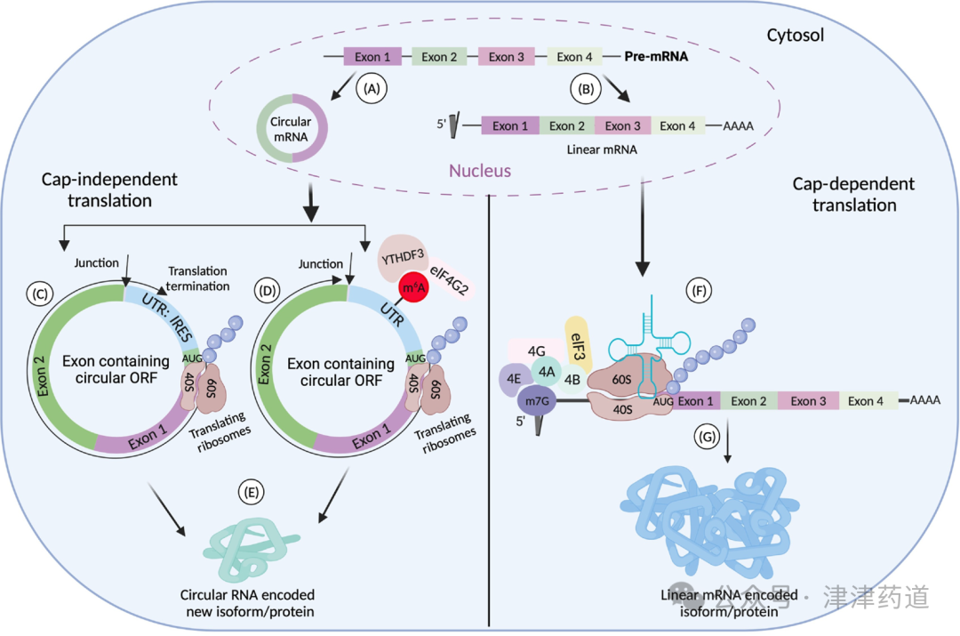 tLNP: 细胞治疗进入大分子时代_财富号_东方财富网