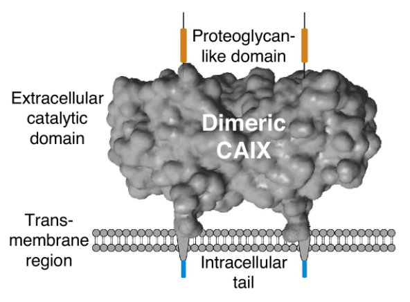 CA9(CAIX): 缺氧实体瘤中的高表达靶点_财富号_东方财富网