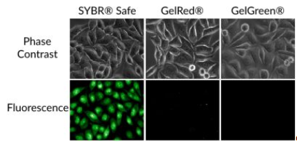 GelRed&GelGreen核酸染料：超灵敏DNA染料易于处理_财富号_东方财富网