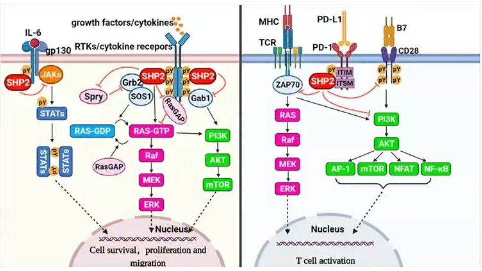 从追捧到相继退出，SHP2抑制剂还值得被期待吗？_财富号_东方财富网