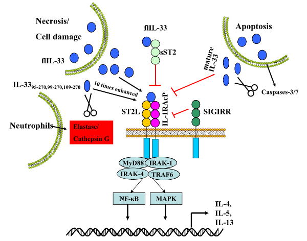 三生国健IL-33单抗申报临床，瞄准慢阻肺市场_财富号_东方财富网