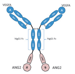 nAMD眼科市场明年生变，哪些“VEGF+”企业需重点关注？_财富号_东方财富网