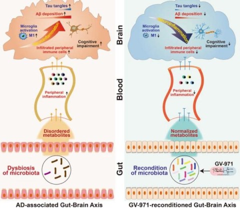 GV971治疗机制得验证，耿美玉持续为认知障碍治疗赋能_财富号_东方财富网