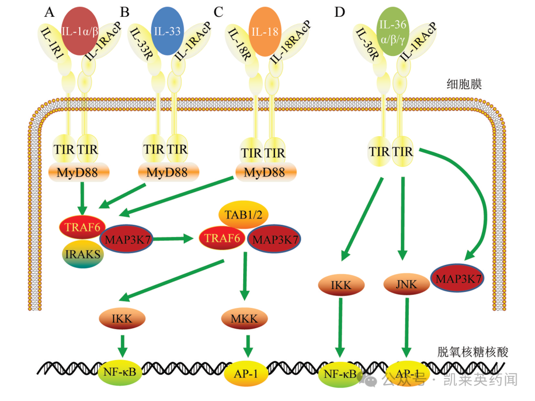 华东医药：剑指60亿美元市场！全球首创IL-1R融合蛋白用于复发性心包炎的BLA获NMPA受理_财富号_东方财富网