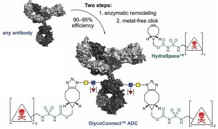 一文剖析：探索糖基化在药物偶联中的优势_财富号_东方财富网