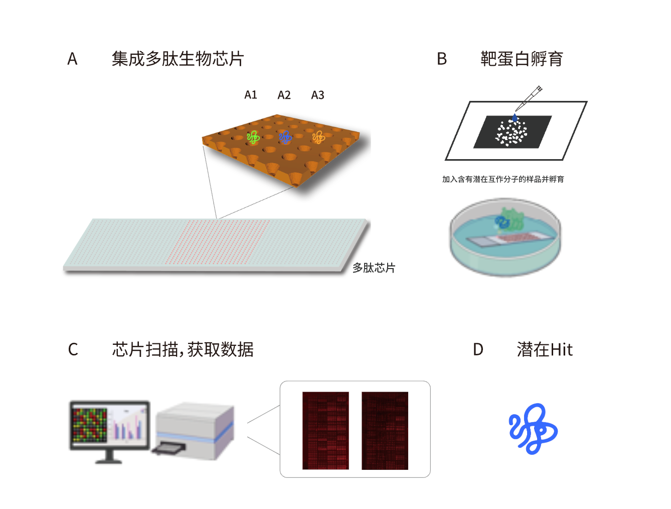 生物芯片搅局多肽筛选！揭秘量准与禾泰健宇新布局！_财富号_东方财富网