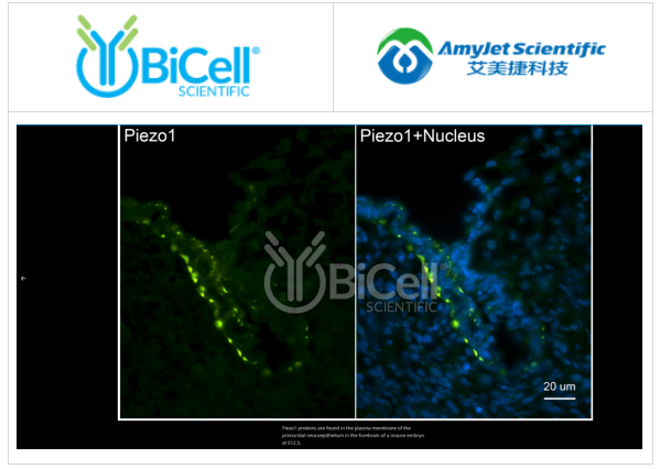 Bicell Scientific艾美捷Piezo1（C末端）抗体助力细胞力学传导研究_财富号_东方财富网