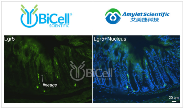 Bicell Scientific-LGR5（GPR49或GPR67）抗体，揭示细胞信号传导机制中的应用_财富号_东方财富网