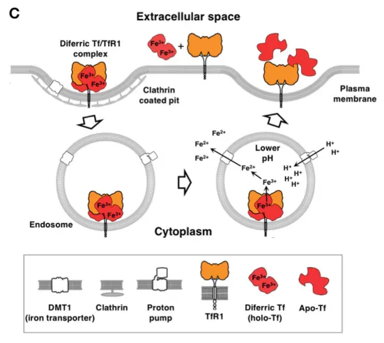 TFR1(CD71)：肿瘤等高度增值细胞的重要靶点_财富号_东方财富网