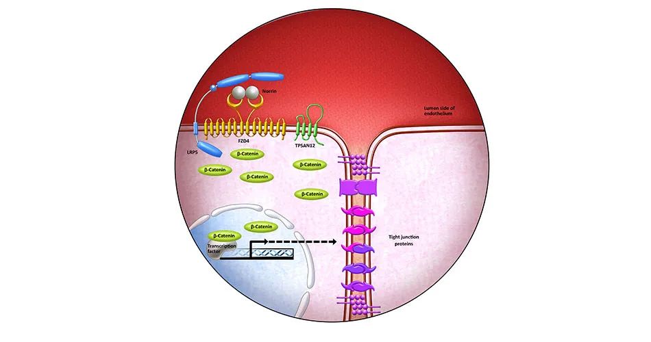 全球首个！默沙东眼科三抗启动II/III期研究_财富号_东方财富网