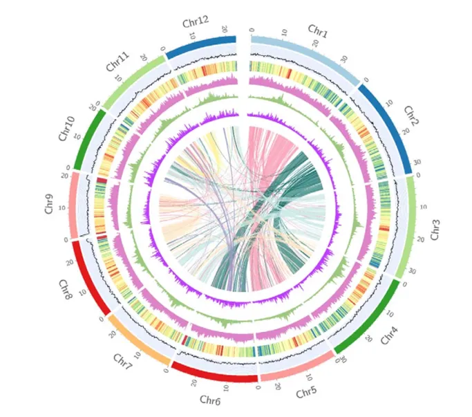 华大序风CycloneSEQ纳米孔测序平台赋能非洲野生稻端粒到端粒组装_财富号_东方财富网