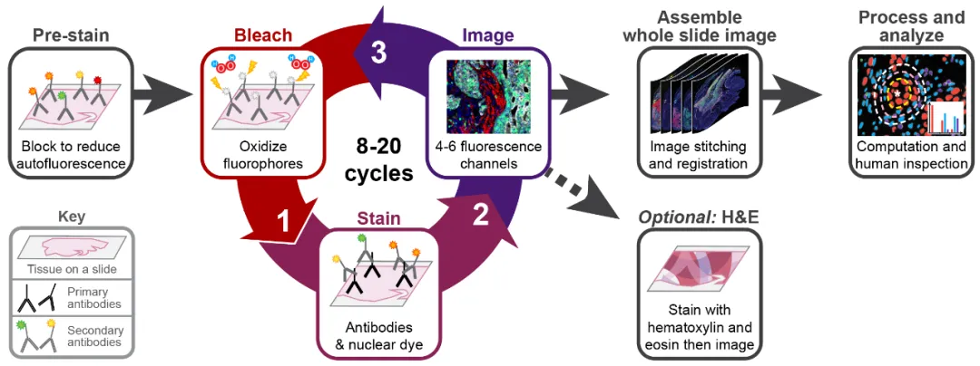 空间蛋白组学！Nature Methods 2024年度方法出炉，华大智造FluoXpert提供一体化智能工具_财富号_东方财富网