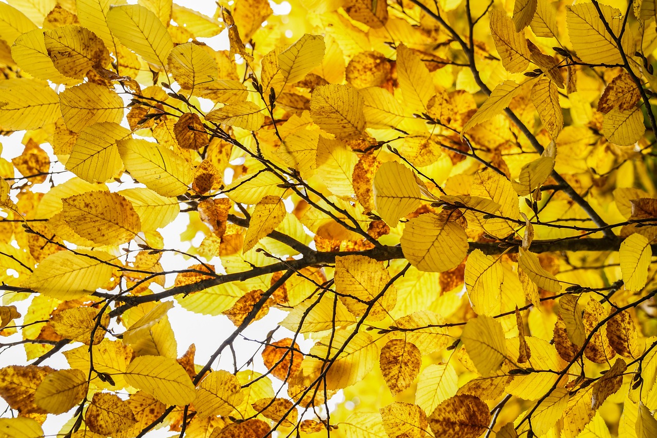 反攻开始，我考虑来一个适应手，注意看，别搞错节奏了！_财富号评论(cfhpl)股吧_东方财富网股吧