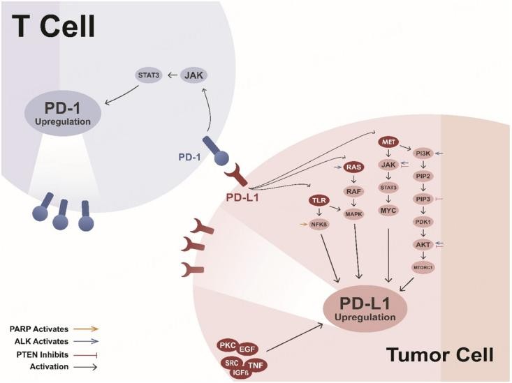 肿瘤免疫治疗新突破：东阳光药Best in class口服PD-L1抑制剂HEC201625_财富号_东方财富网