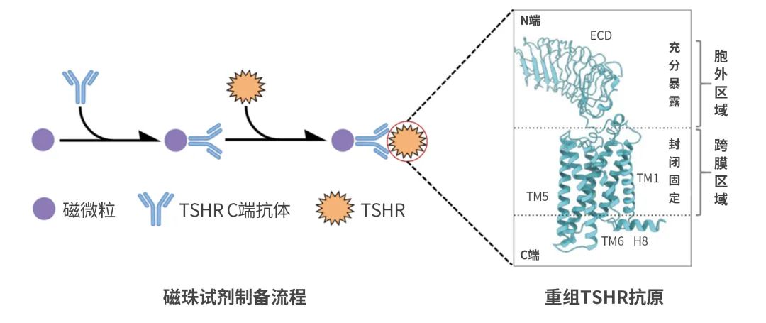 万泰发光TRAb试剂：原料自主研发，实现技术新突破_财富号_东方财富网