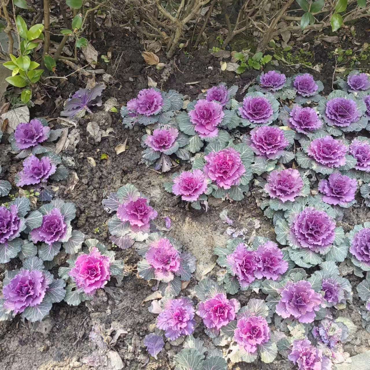 春暖花开[火箭][火箭][火箭]_上海电力(600021)股吧_东方财富网股吧