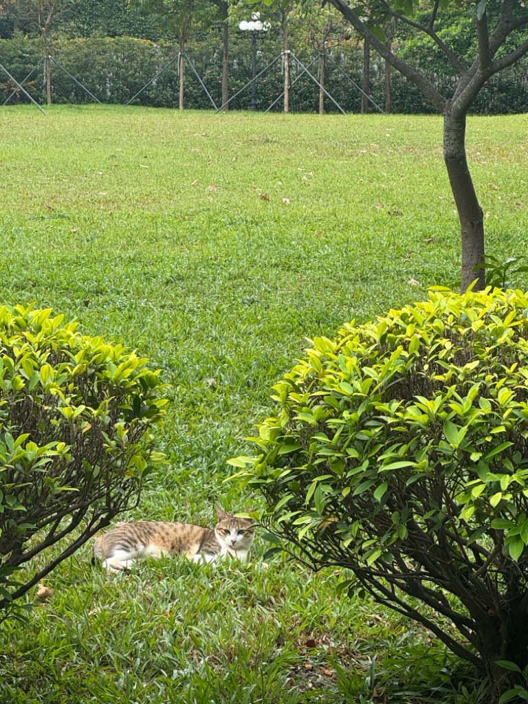 股票涨涨跌跌很正常，一群疯gou天天来米吧刷存在感_小米集团-W(hk01810)股吧_东方财富网股吧