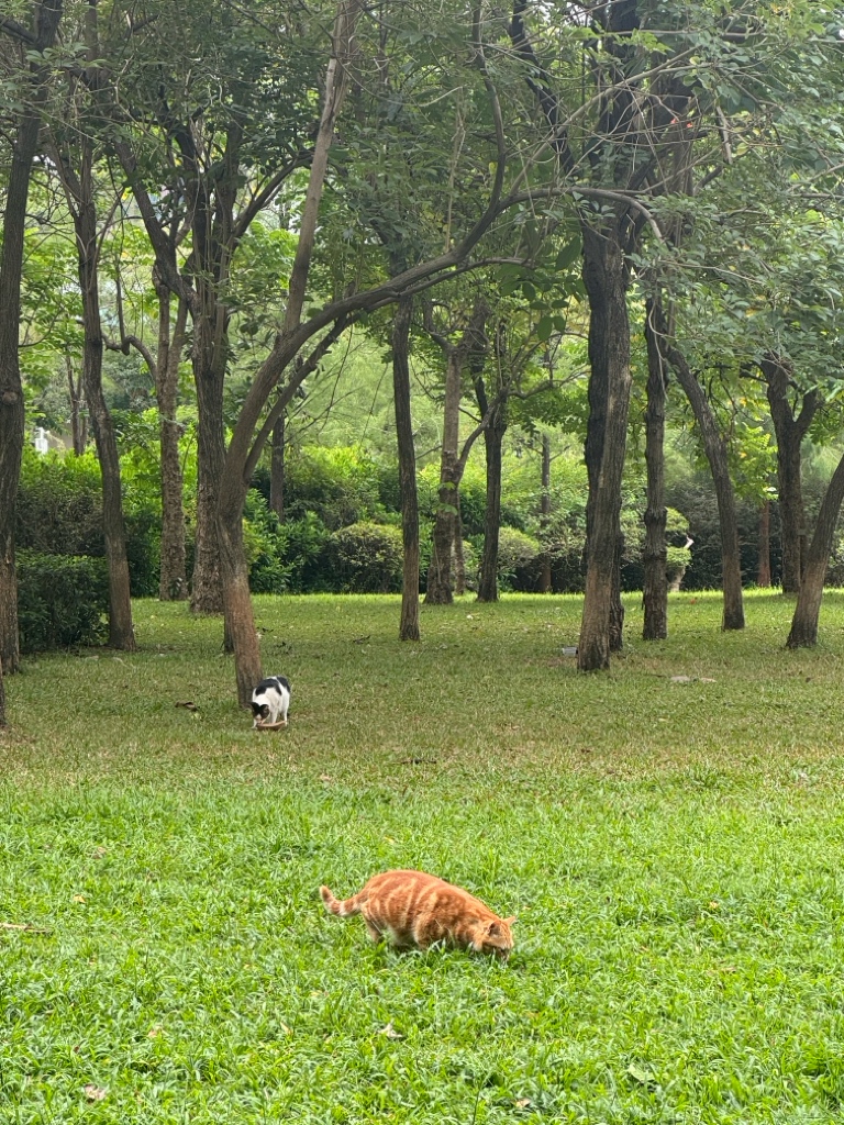 股票涨涨跌跌很正常，一群疯gou天天来米吧刷存在感_小米集团-W(hk01810)股吧_东方财富网股吧